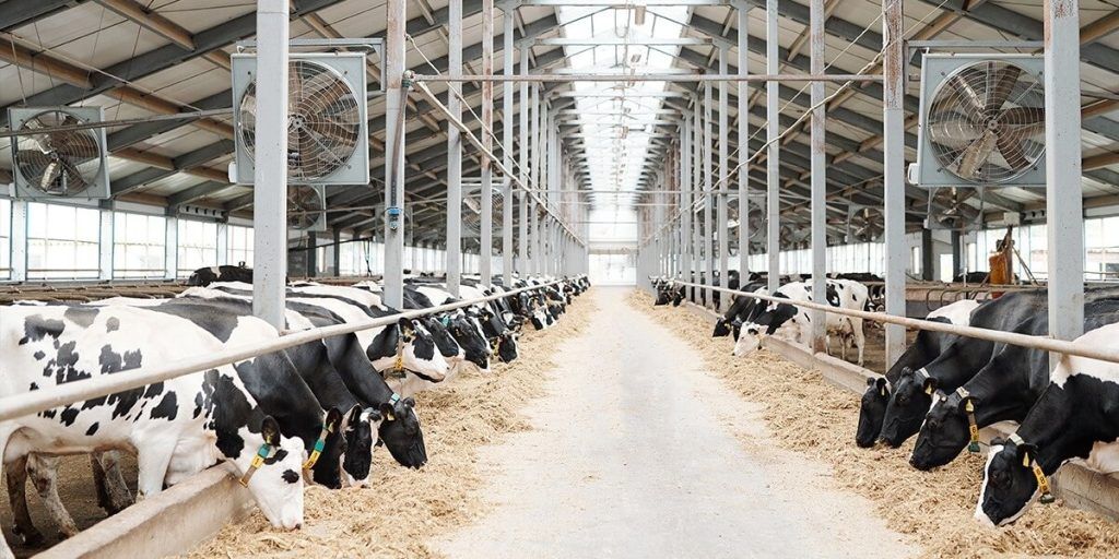 How Barn Ventilation Fans Improve Air Quality and Livestock ...
