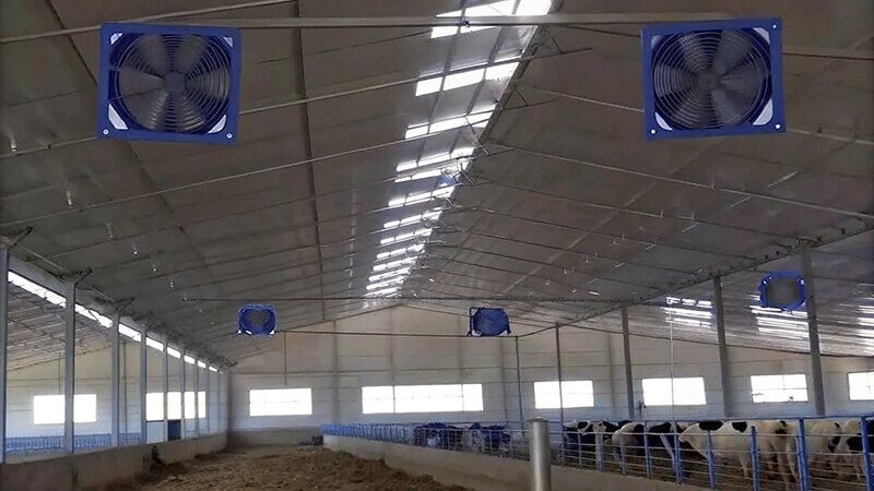 How to Combine Cattle Fans with Natural Ventilation Systems? - China ...
