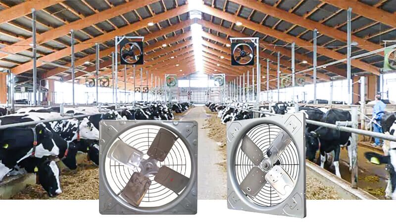 How to Choose the Right Size and Power for a Cattle Shed Fan? - China ...