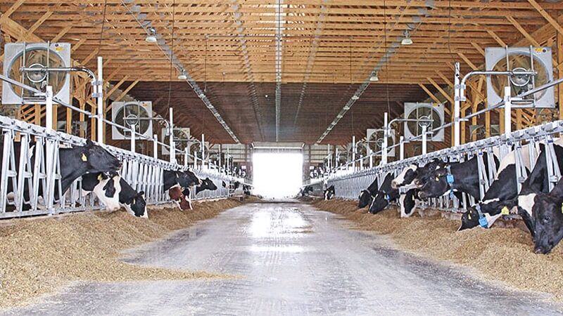 How to Solve Heat Stress in Cattle Sheds? Complete Cooling and ...